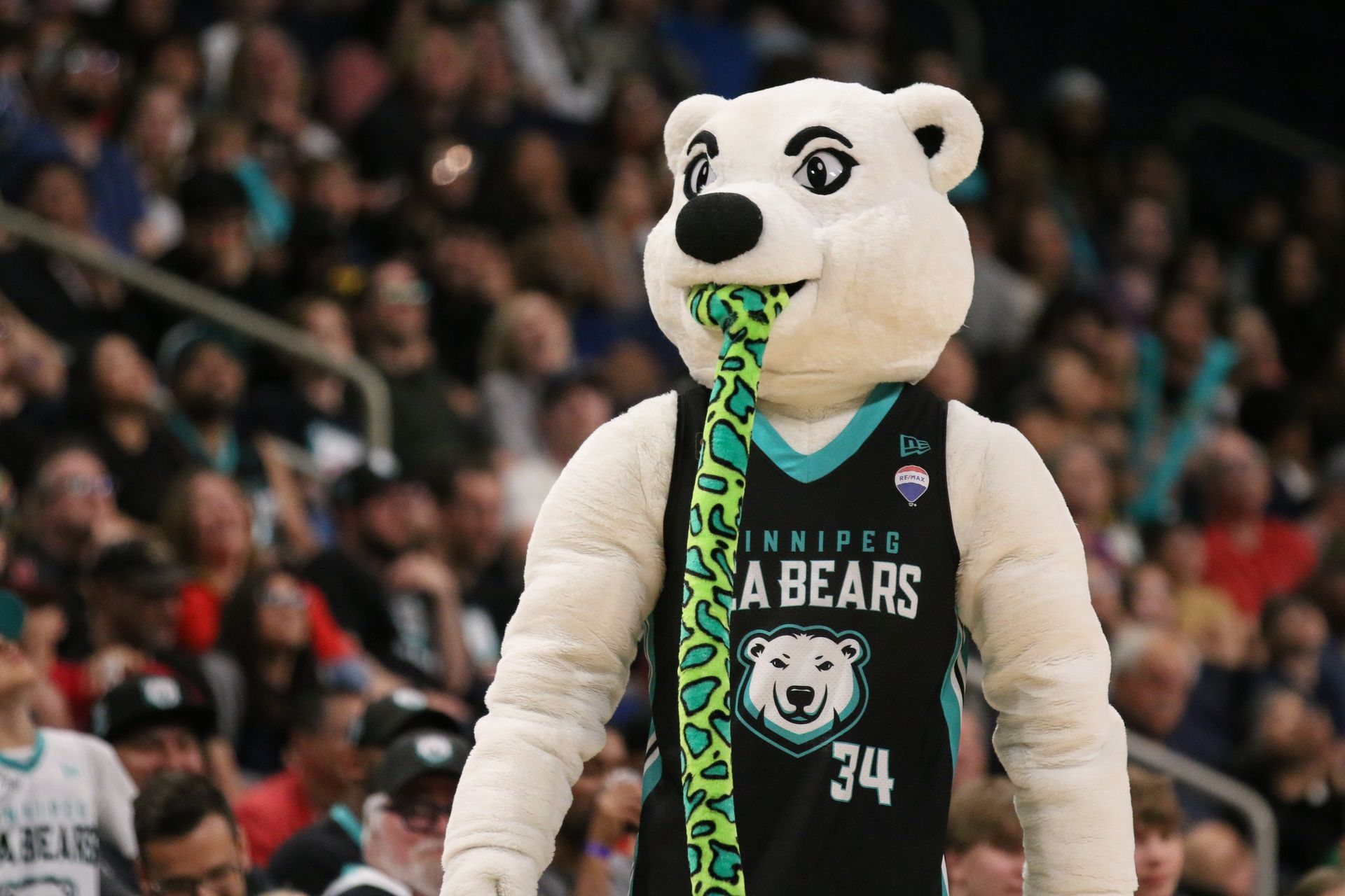 Winnipeg Sea Bears- Canadian Professional Basketball Team