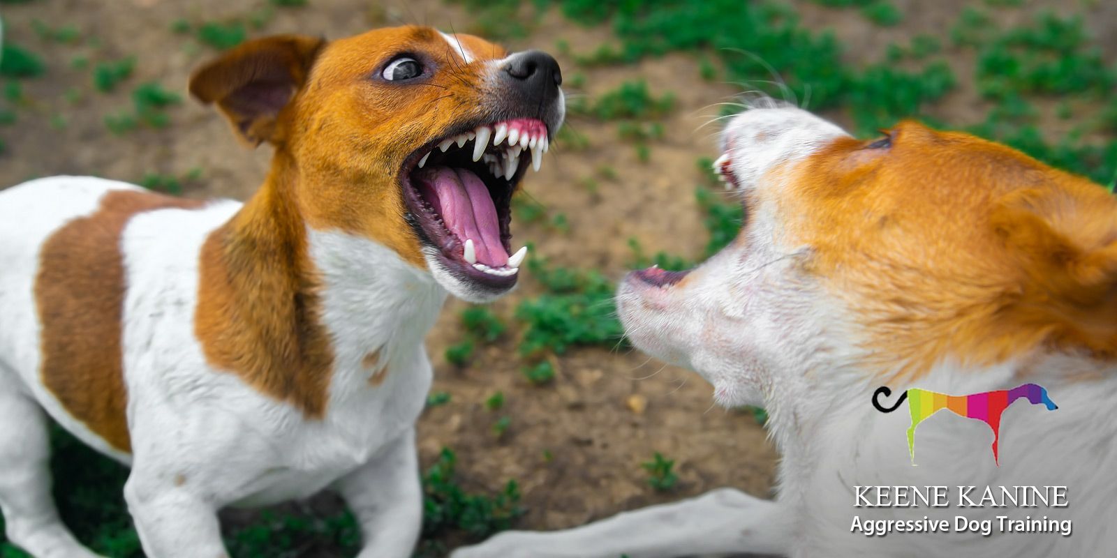 Aggressive Dog Training by Maureen Keene of Keene Kanine