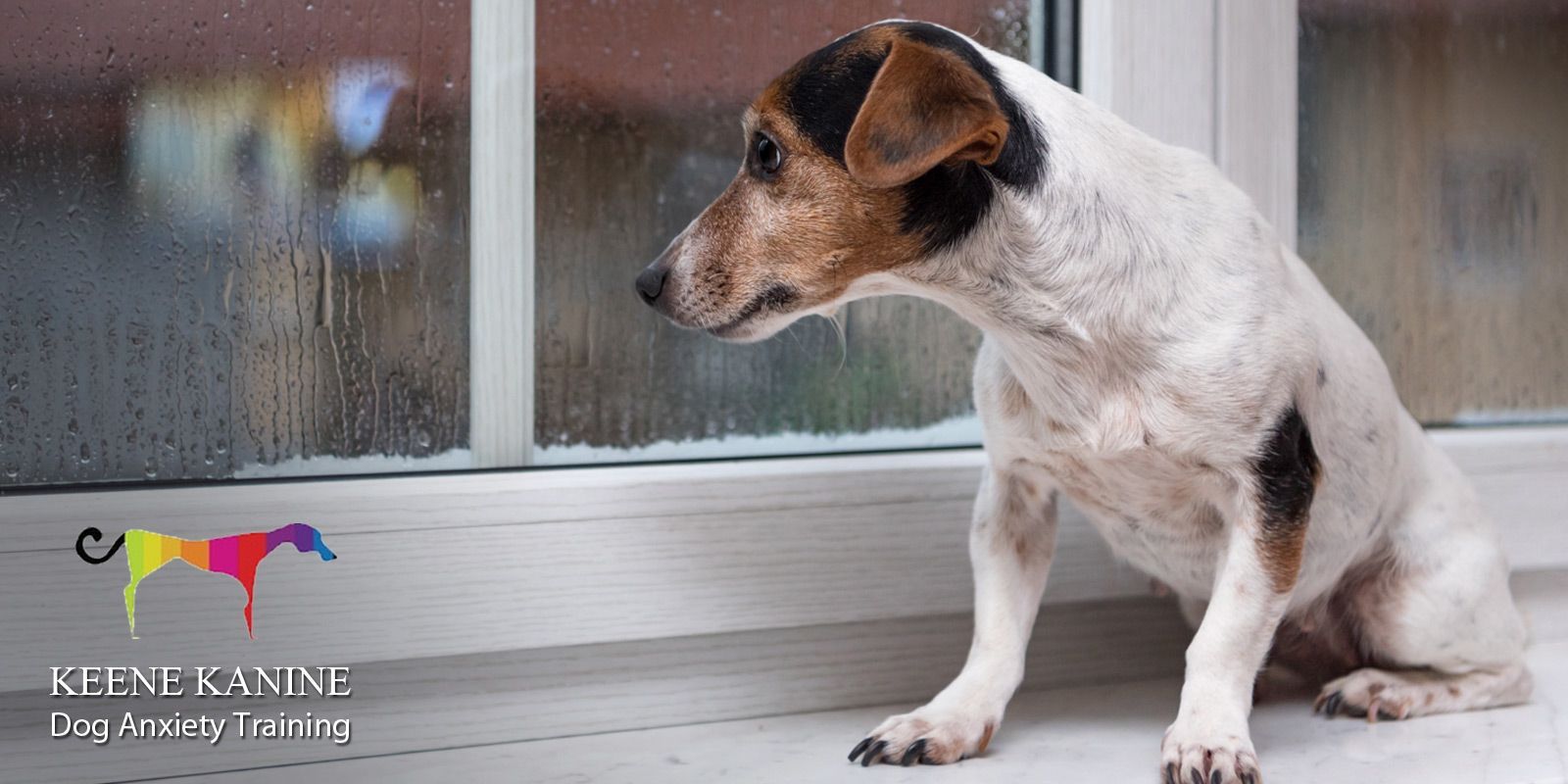 Anxiety Dog Training by Maureen Keene of Keene Kanine