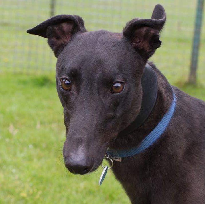 Hugo - RESERVED