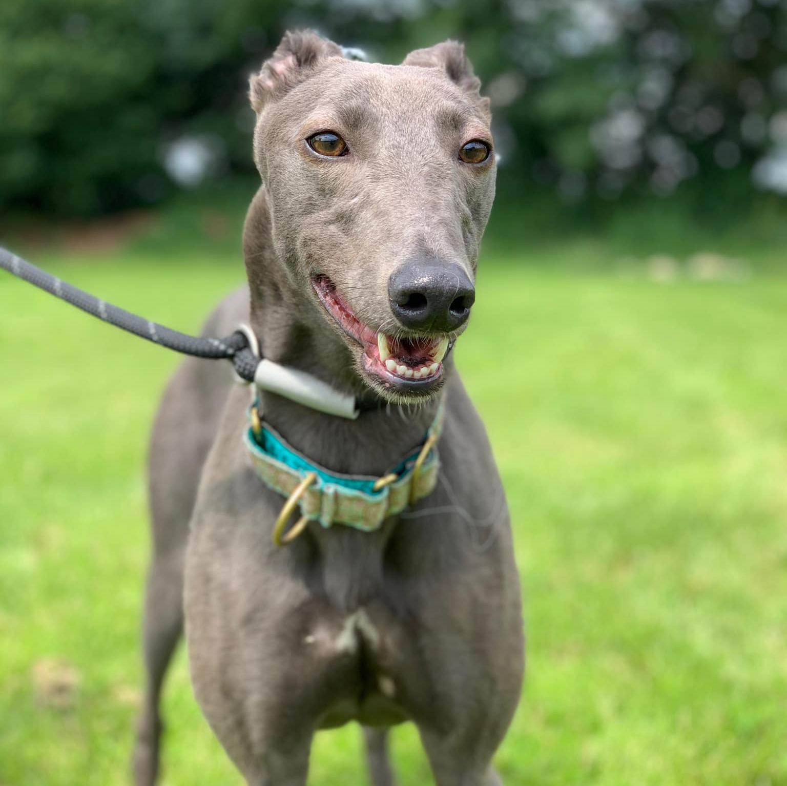 Retired Greyhound Trust - Croftview Kennels – Kent – Adopt a Dog