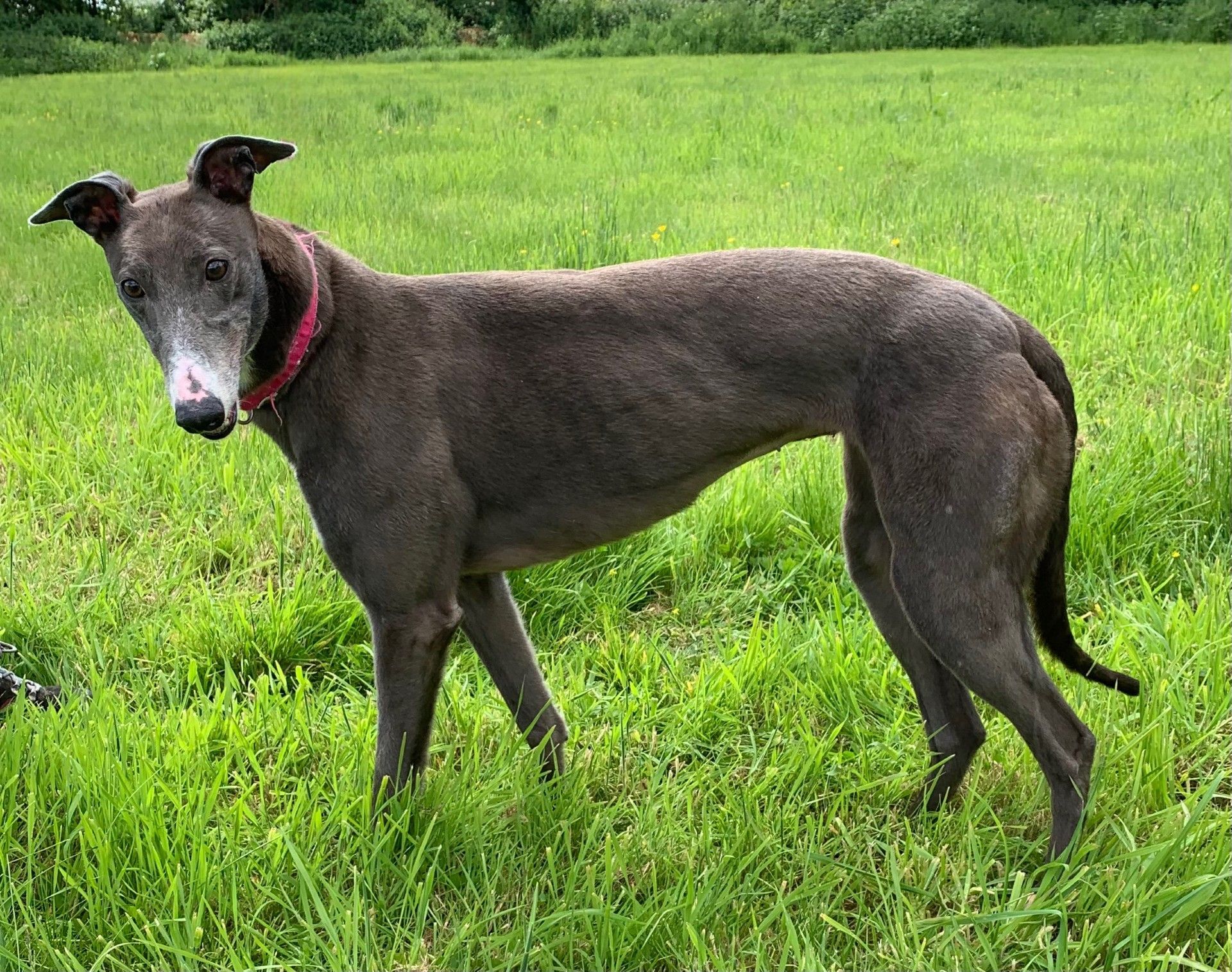 Libby Lou - RESERVED