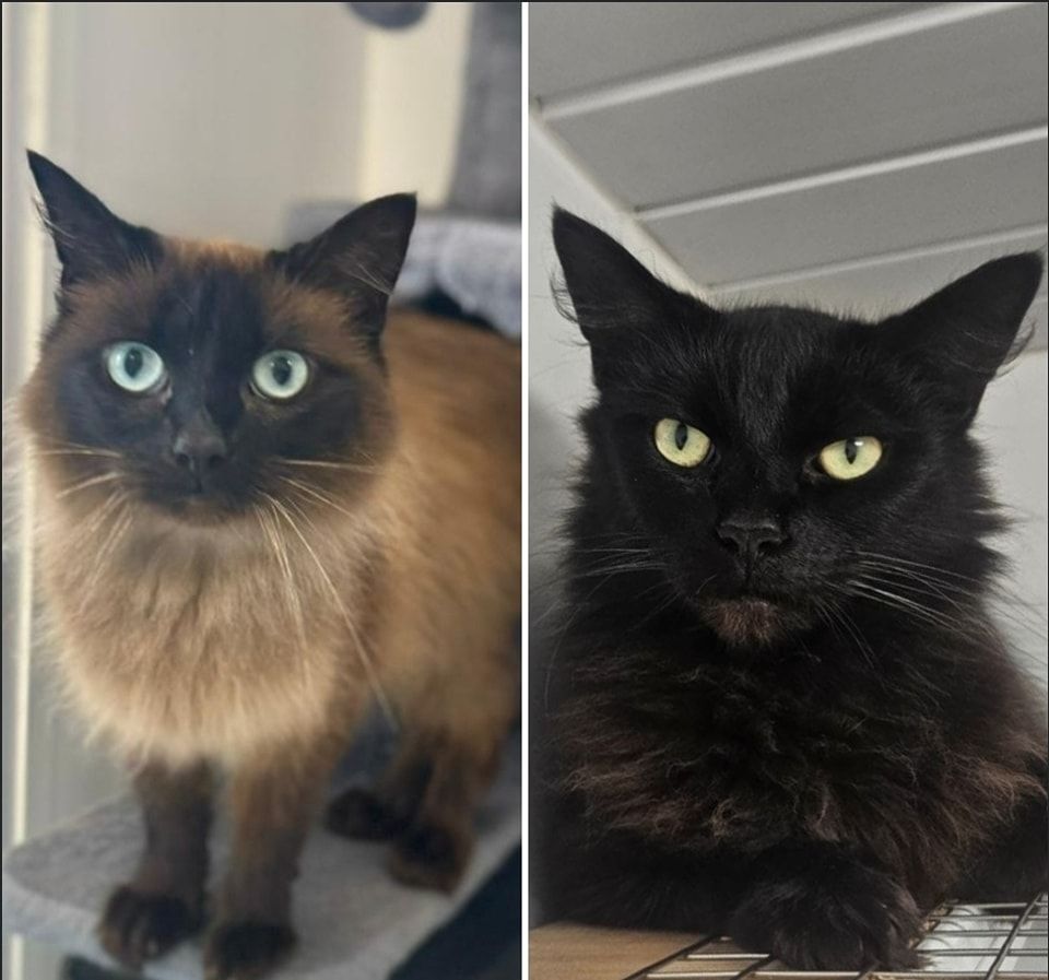 Home | Animal Welfare Furness | Animal Rescue | Cat & Dog Rescue Furness