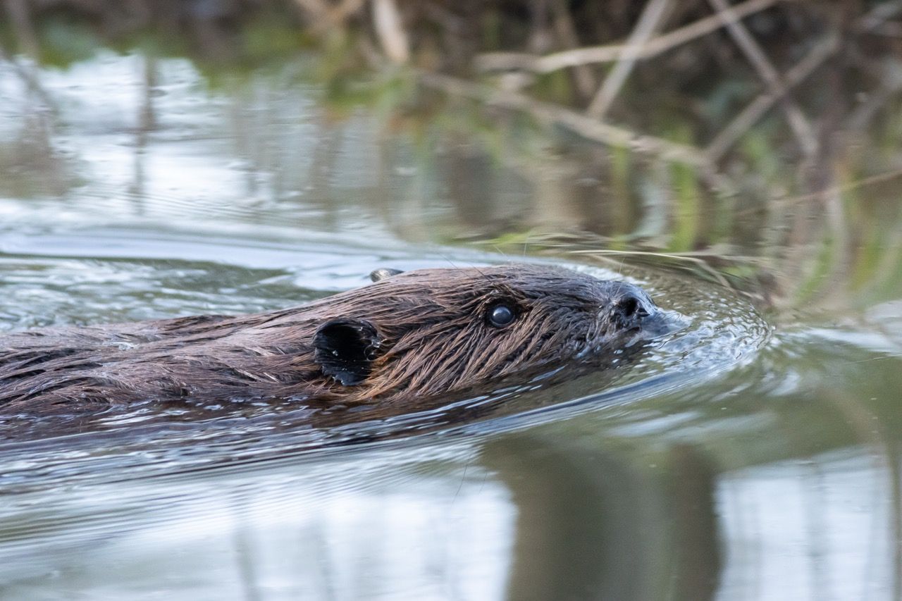 Could beavers help restore our streams?