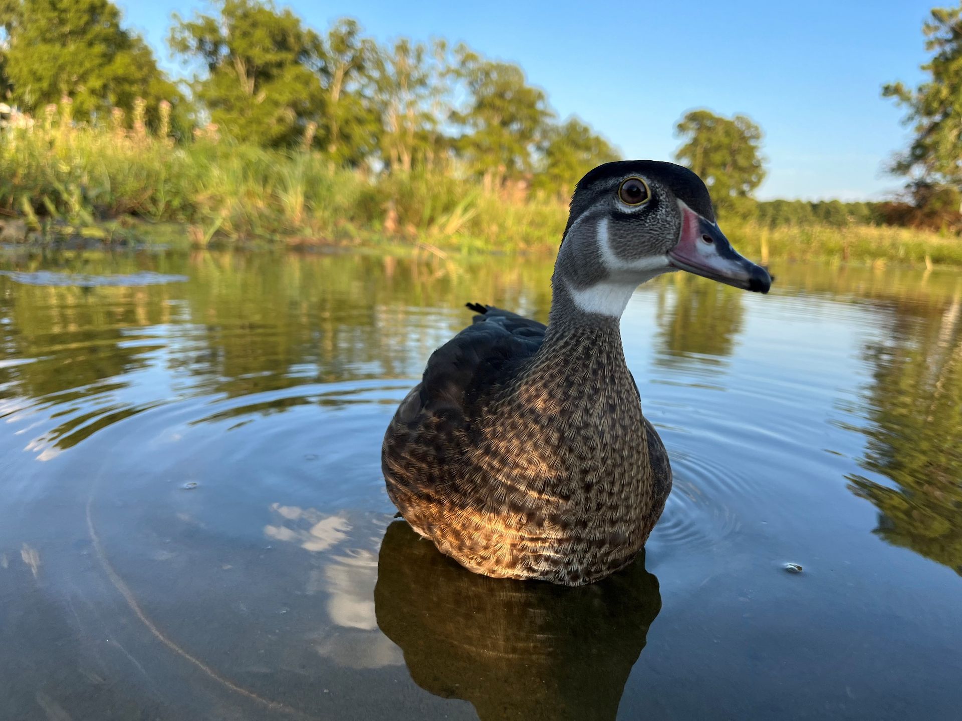 Introducing Baby Duck