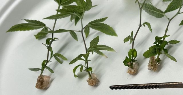 Cloning Process In Plants