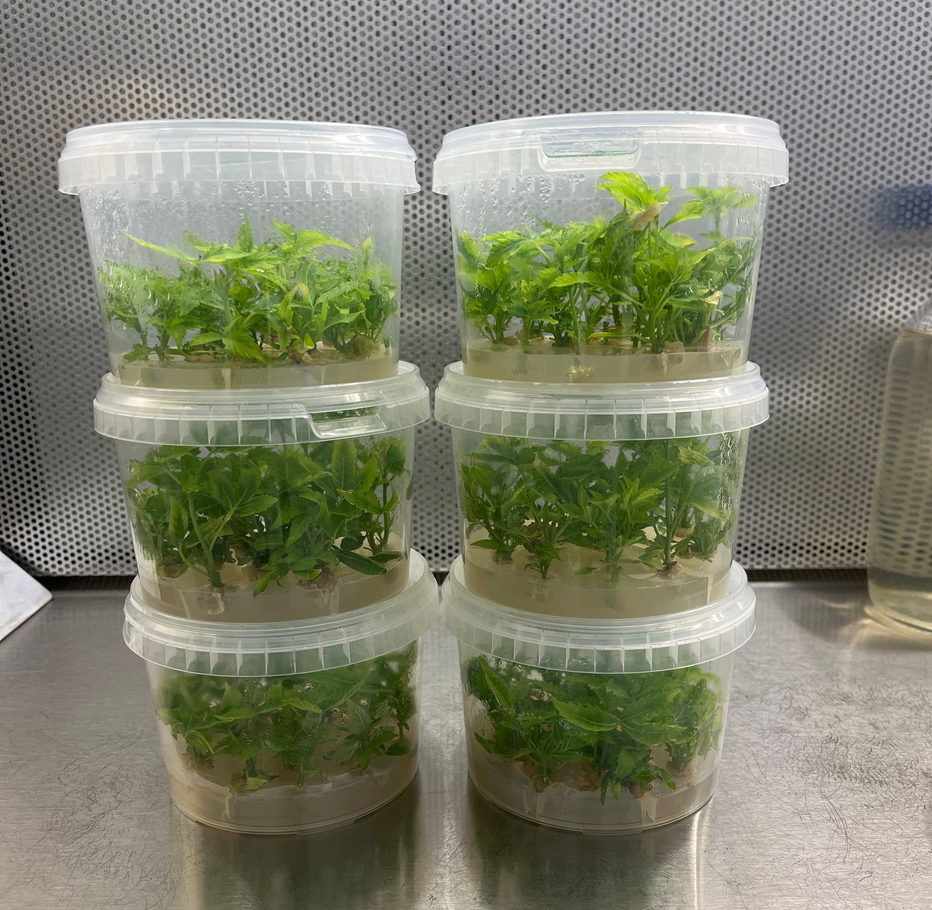 Cannabis Tissue Culture Techniques: Growing Basics