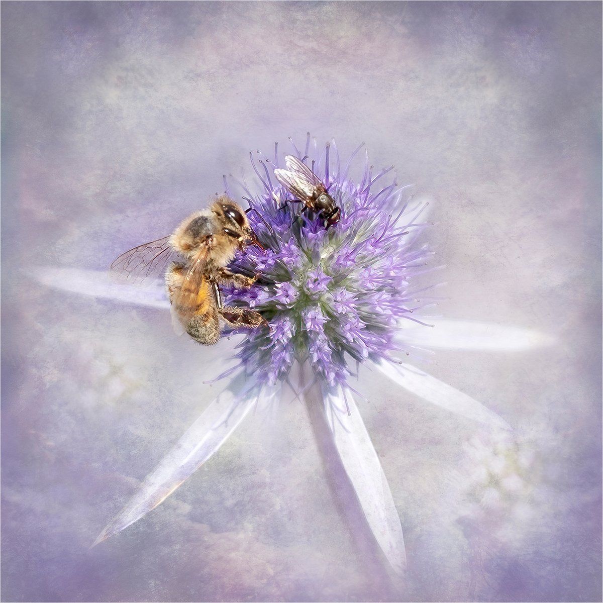 Aperture Woolwich Photographic Society