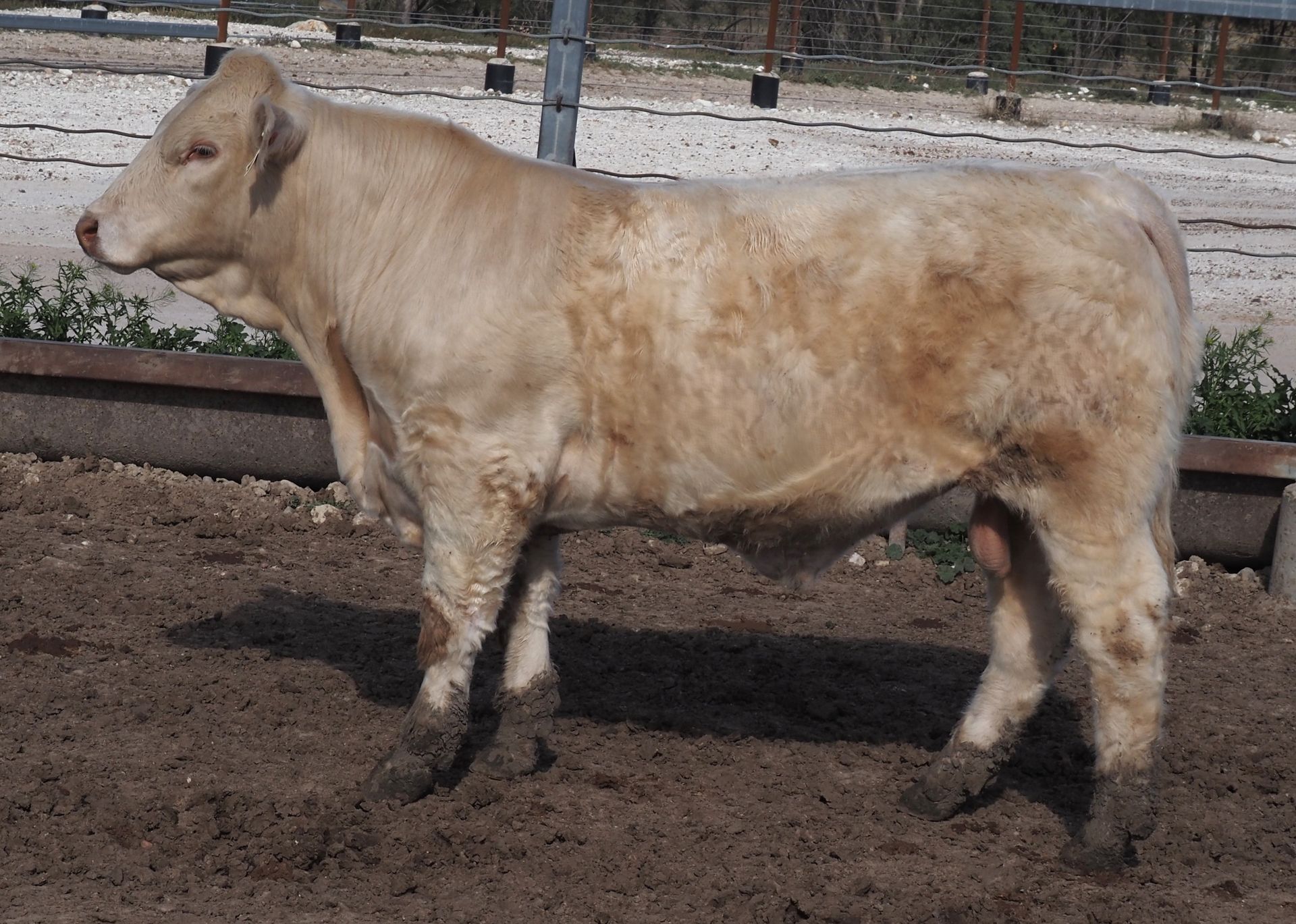 Glenlea Beef - NSW & QLD - Home