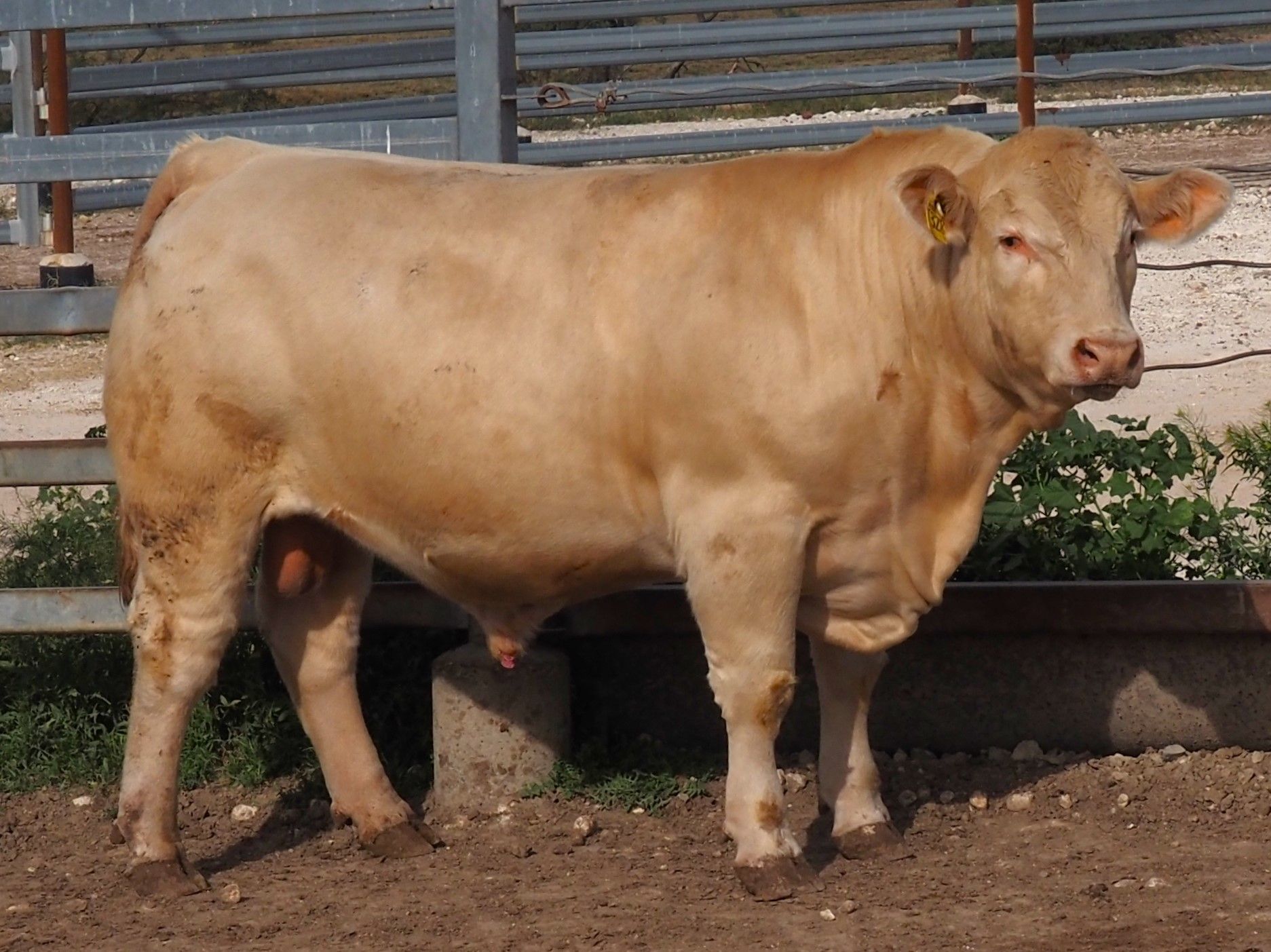 Glenlea Beef - NSW & QLD - Home