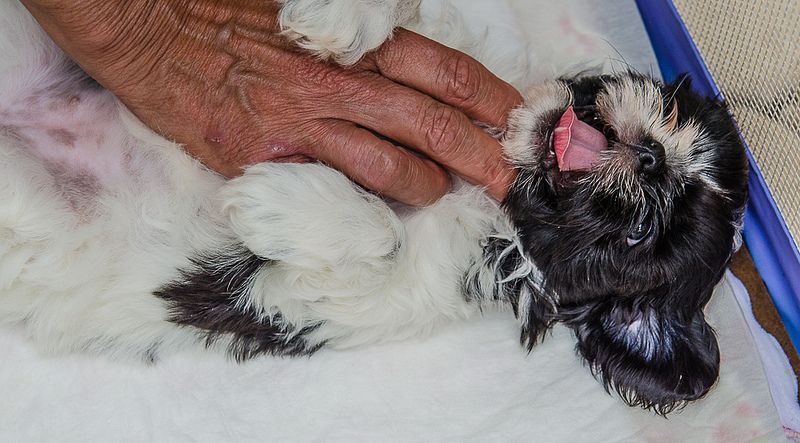 The Alpha/Domination Method