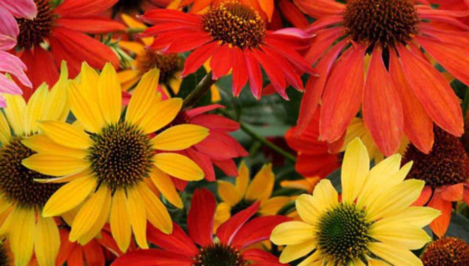 Sprague’s Nursery & Garden Center | Plant Nursery | Bangor, ME