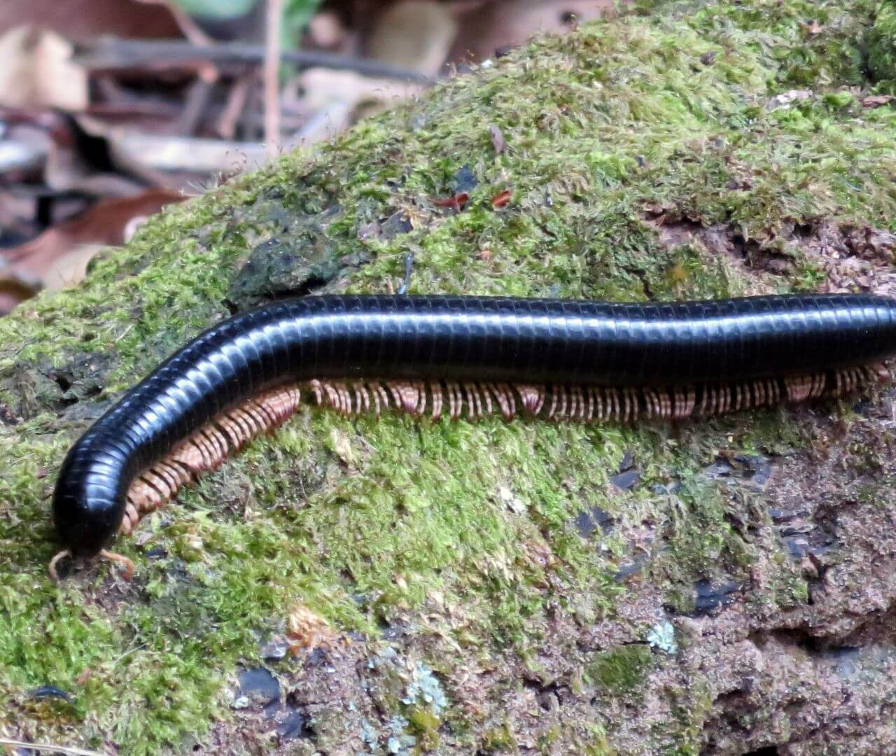 Nutrient Cycle | How Nutrients Move Through the Environment ...