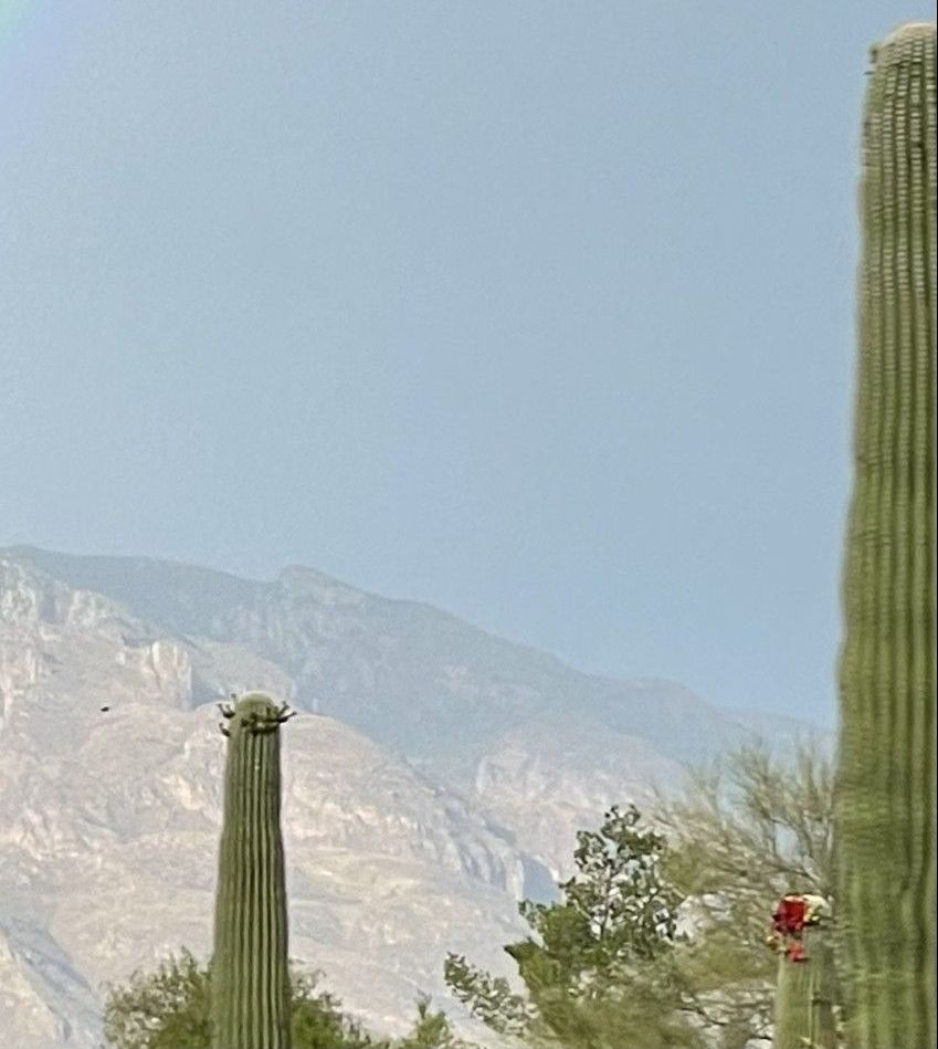 About Us | Pima Street Bicycle | Tucson, AZ