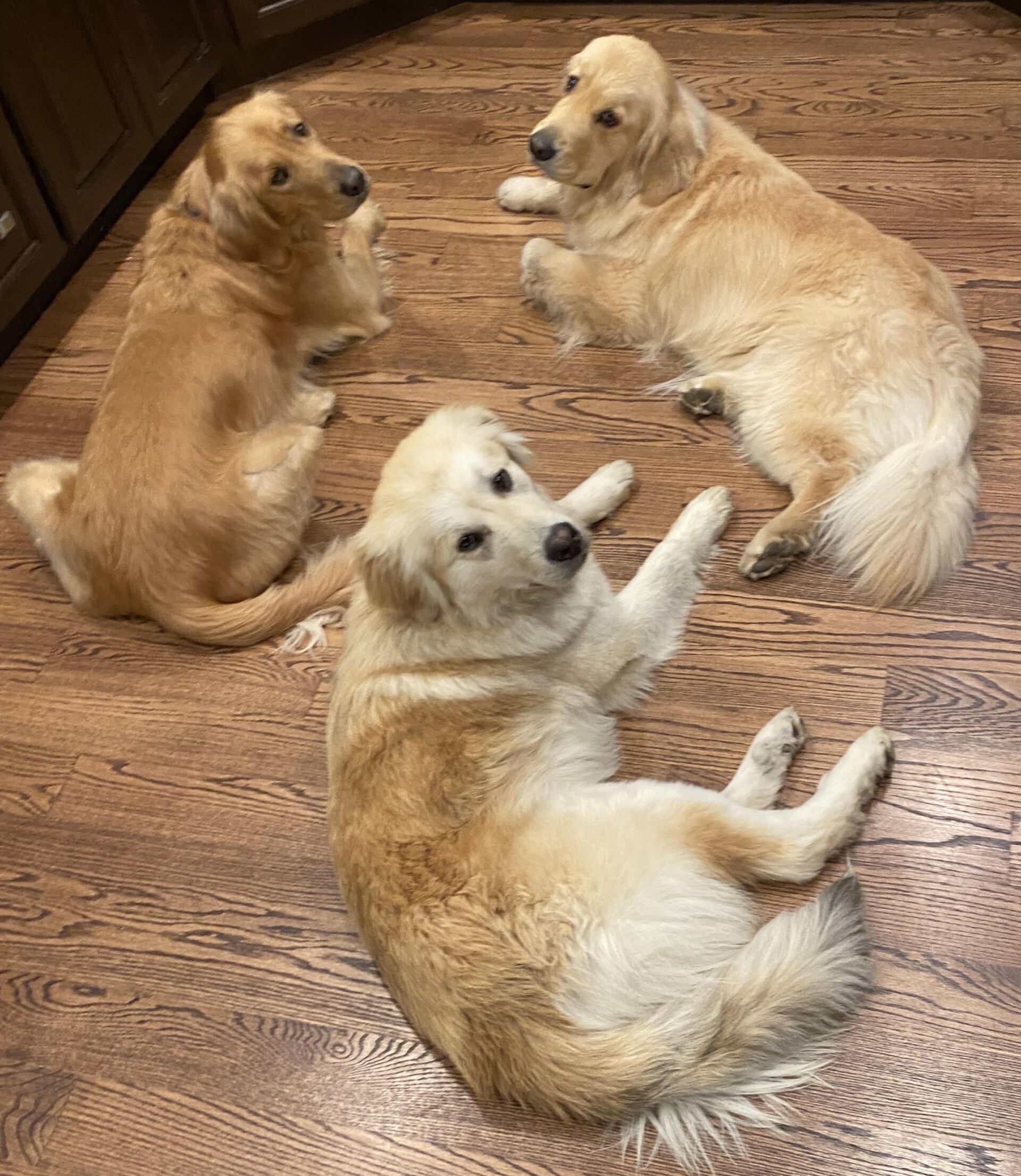 Adopt a Golden Nashville - Our Goldens