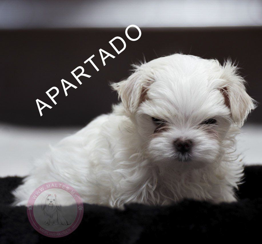 Cachorros Maltes en Venta | Bichon maltes.mx Mexico