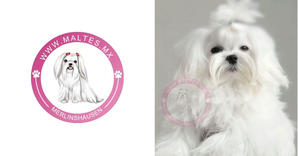 Bichon Maltes Mini Toy Cuernavaca | Criadero Teacup