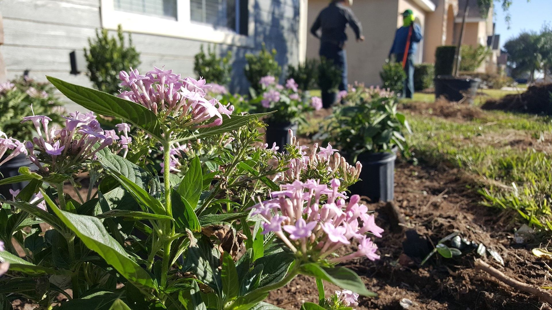 Landscaping Company | Winter Haven, FL | Rupertan