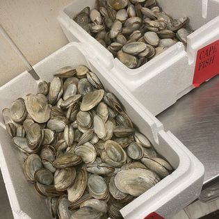 Our Seafood | Cape Cod Fish Co. | Fort Myers Seafood