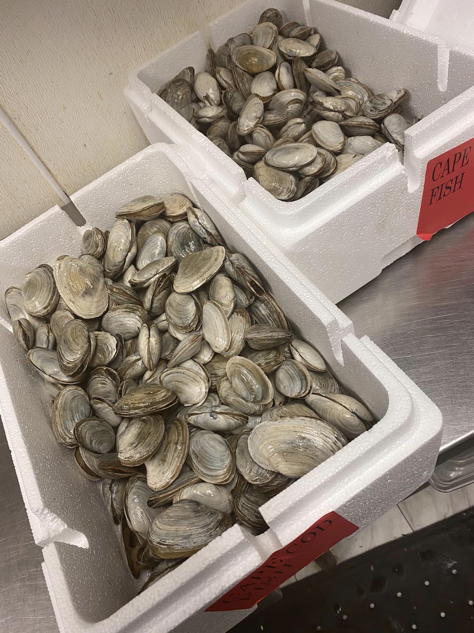 Fort Myers Seafood | Cape Cod Fish Co. | Floridas Fresh Seafood