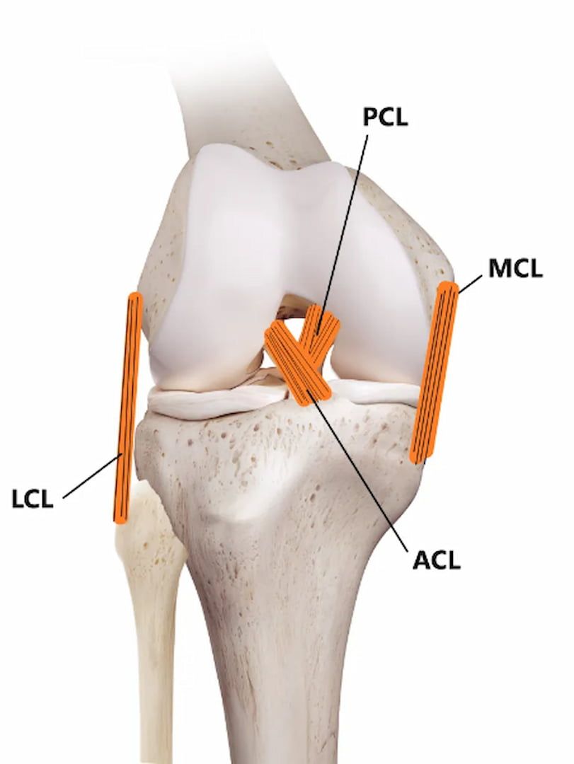 ACL: Graft Types | Surgeon Researcher