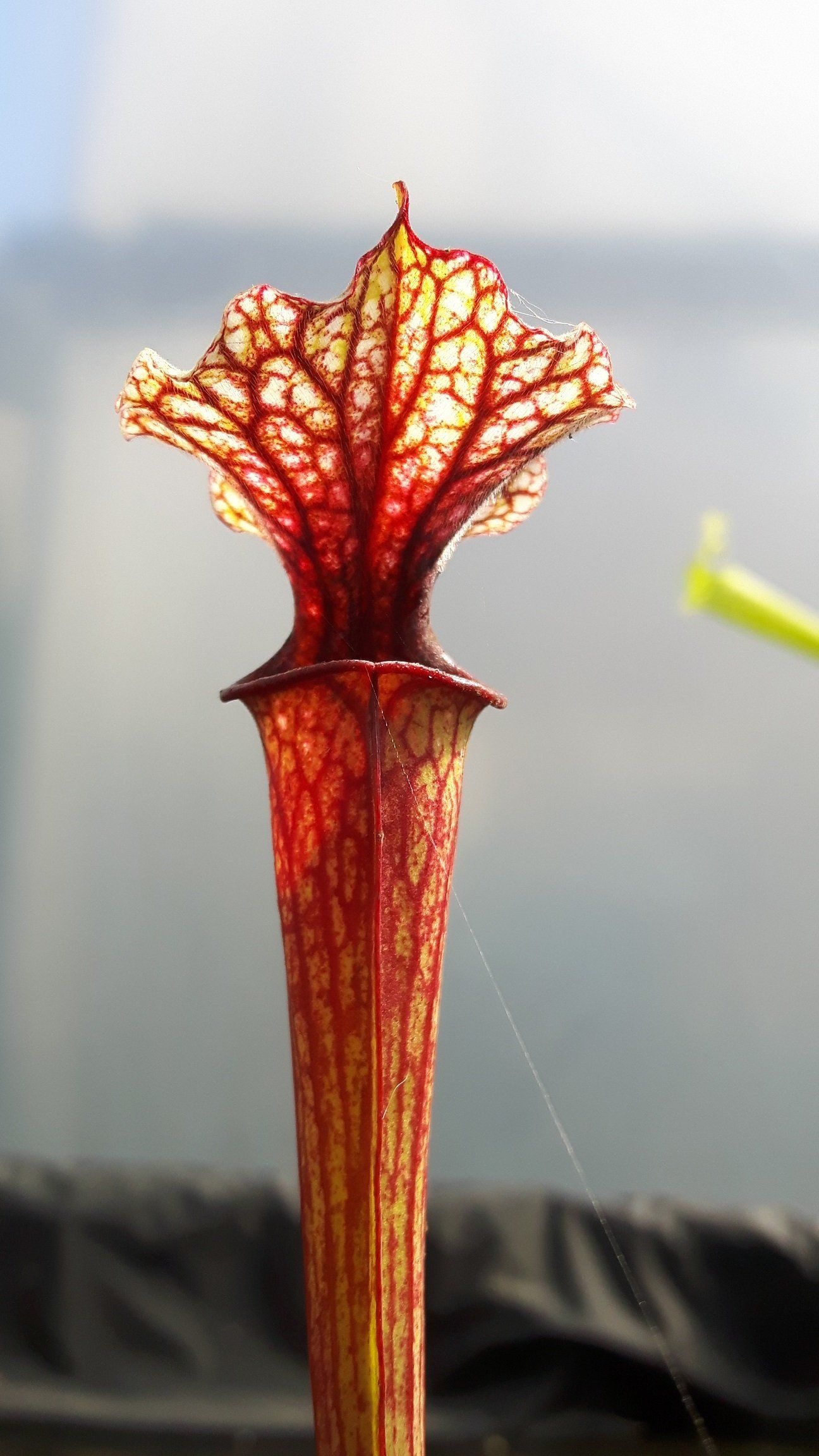 Wacks wicked plants name a plant competition