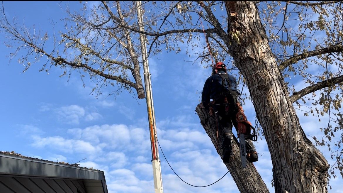 Primetime Pruning & Tree Removals