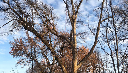 Primetime Pruning & Tree Removals