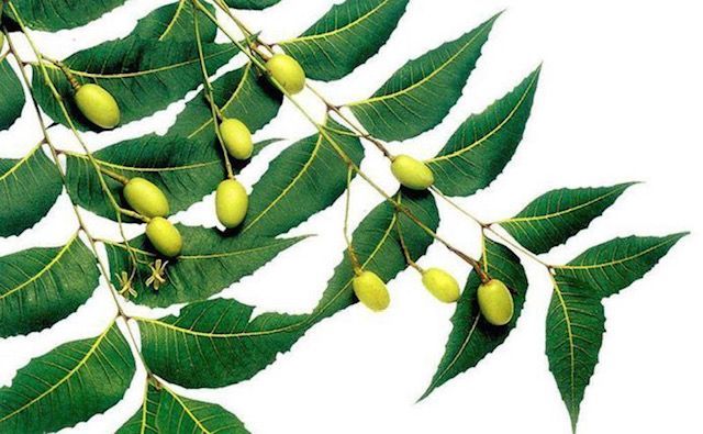 NEEM (an anti-cancer powerhouse)