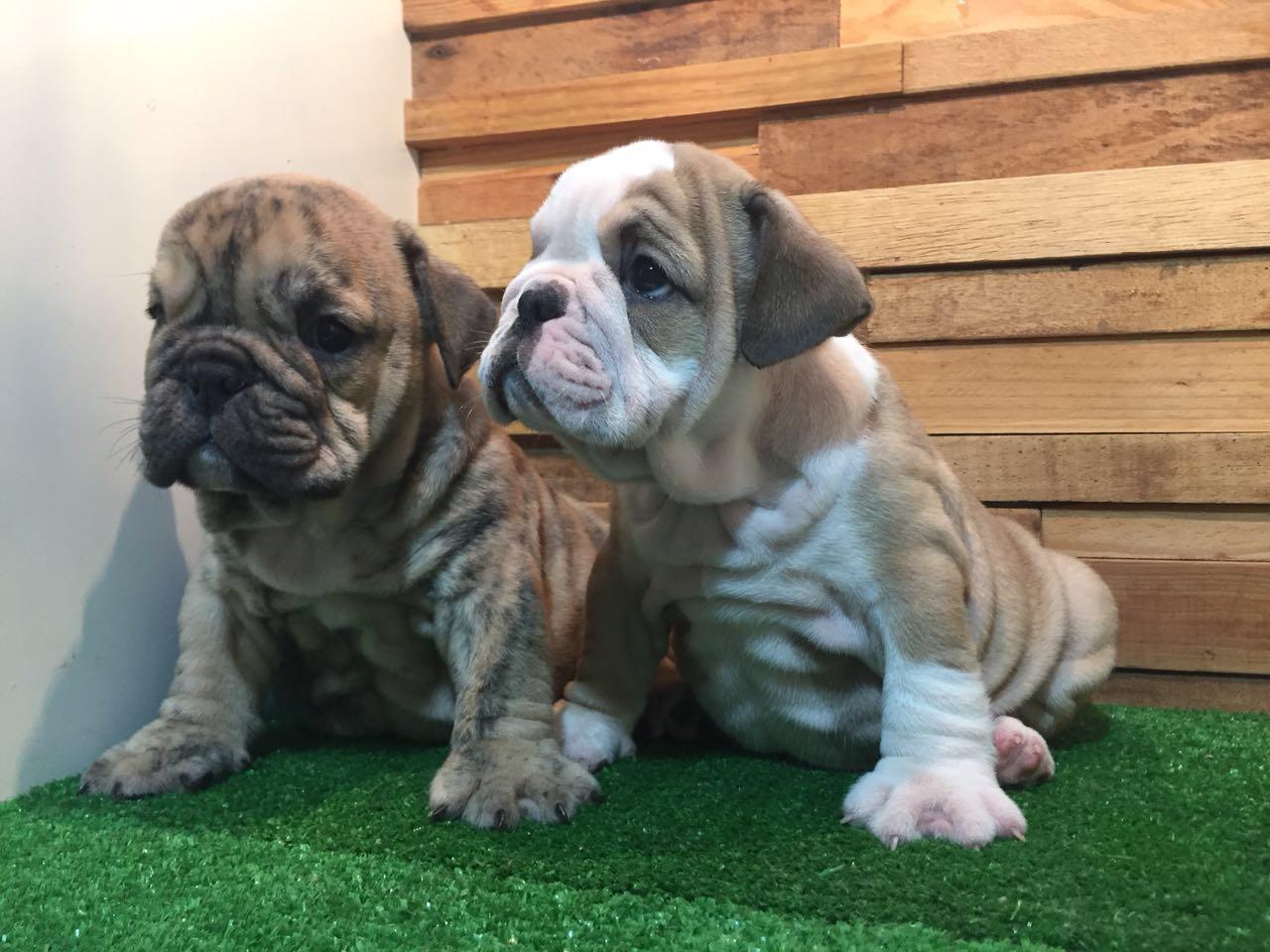 Bulldog Ingles Exotico | Cachorros bulldogs Ingles con Pedigree