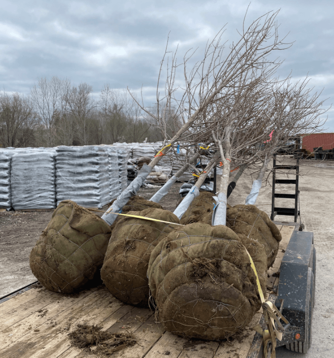 Clippers Tree Service | Tree Trimming and Removal
