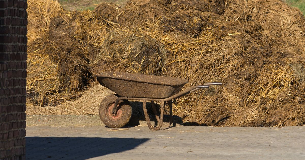 9 Reasons Why Regular Barn Manure Line Cleaning Is a Must