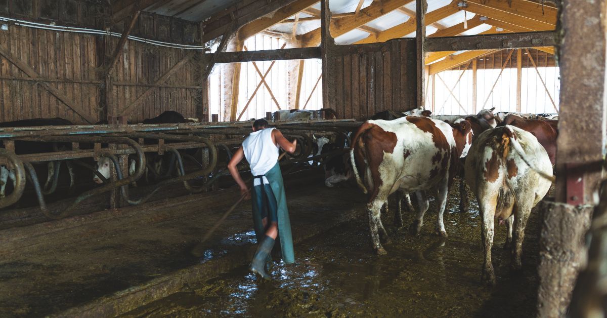 9 Reasons Why Regular Barn Manure Line Cleaning Is a Must