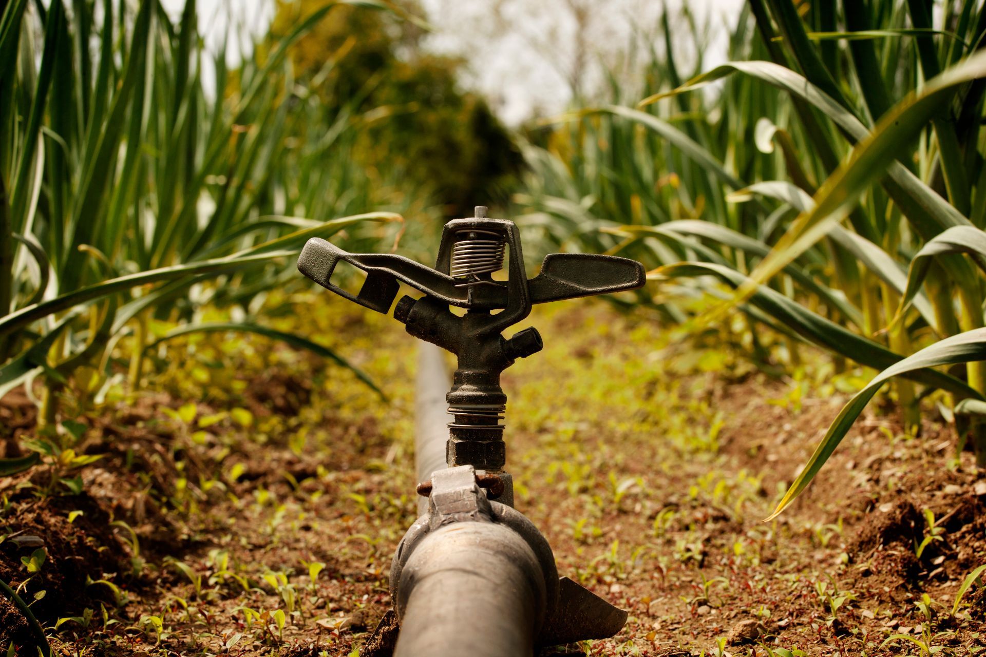 Blog - Rochester, MN - Rochester Drain-Rite