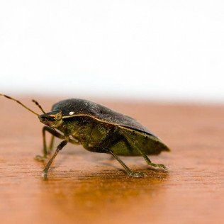 Pest Control Service | Mechanicsville & Richmond, VA | Ambush Pest ...