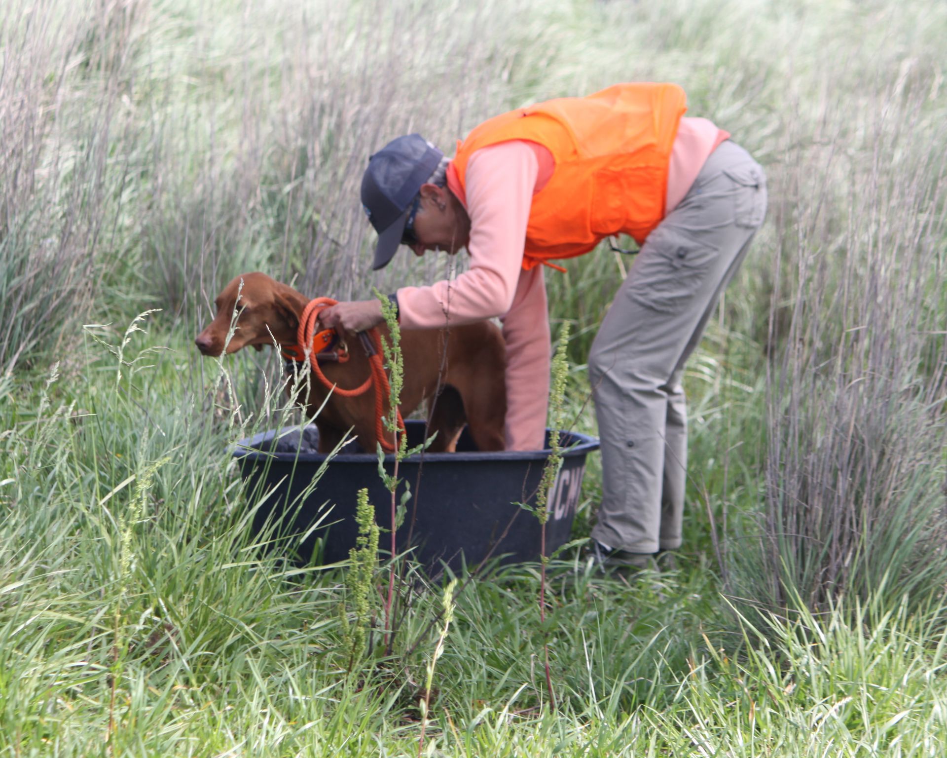 Photo Gallery | Vizsla Club of Northern California