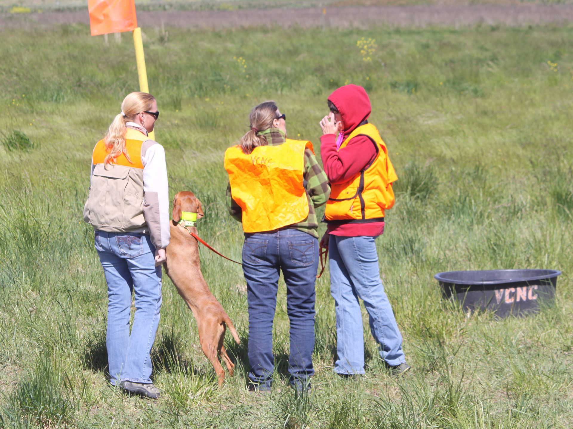 Photo Gallery | Vizsla Club of Northern California