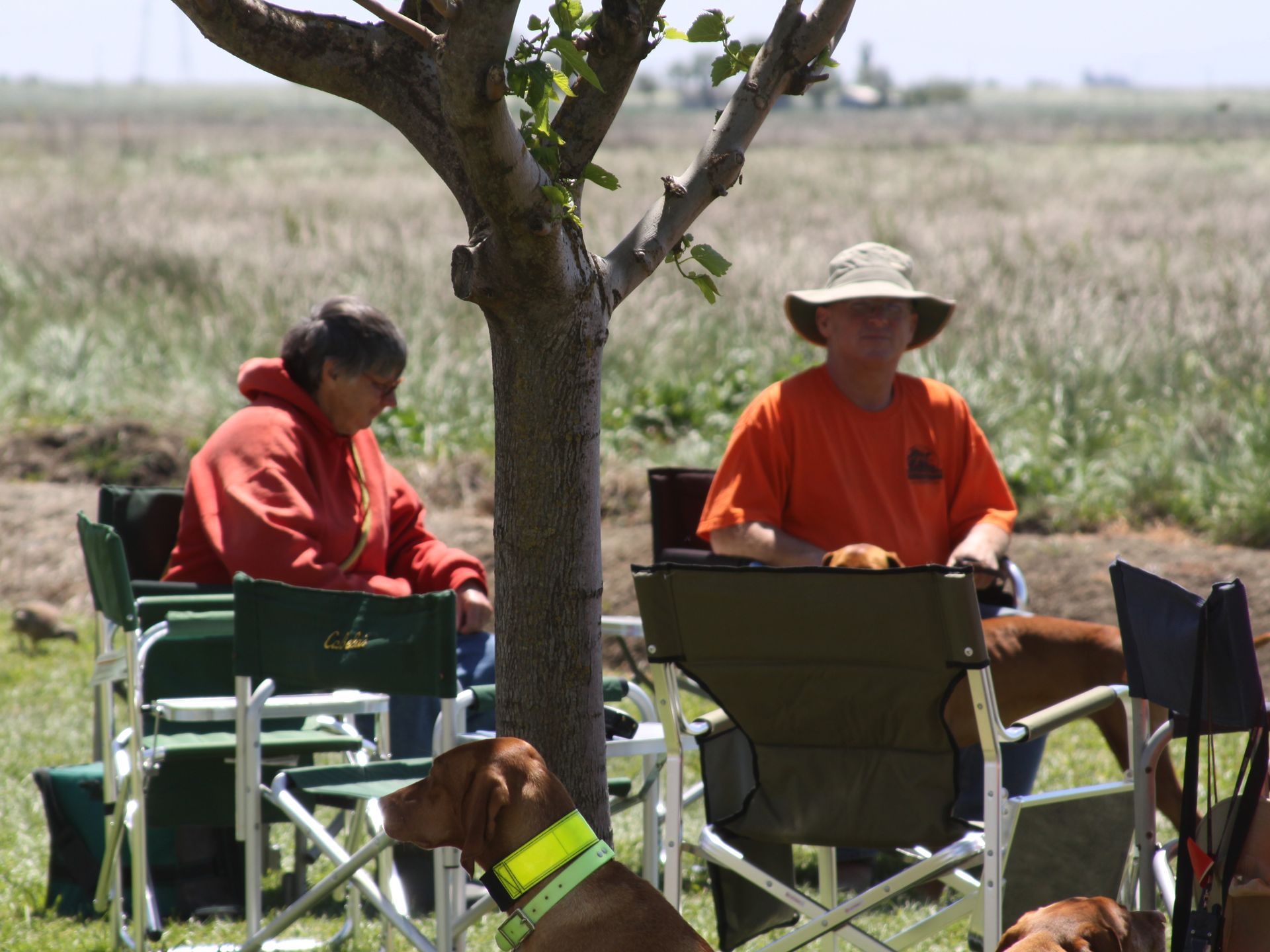 Photo Gallery | Vizsla Club of Northern California