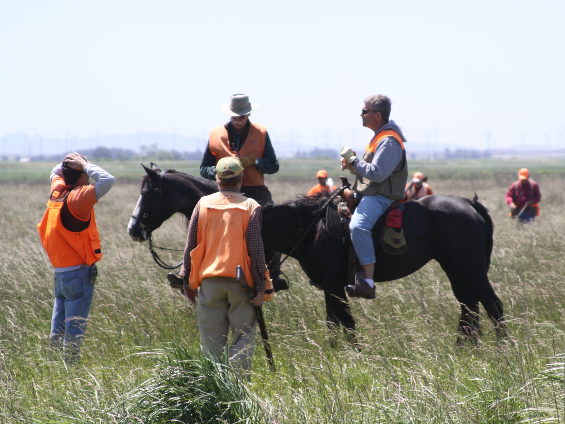 Photo Gallery | Vizsla Club of Northern California