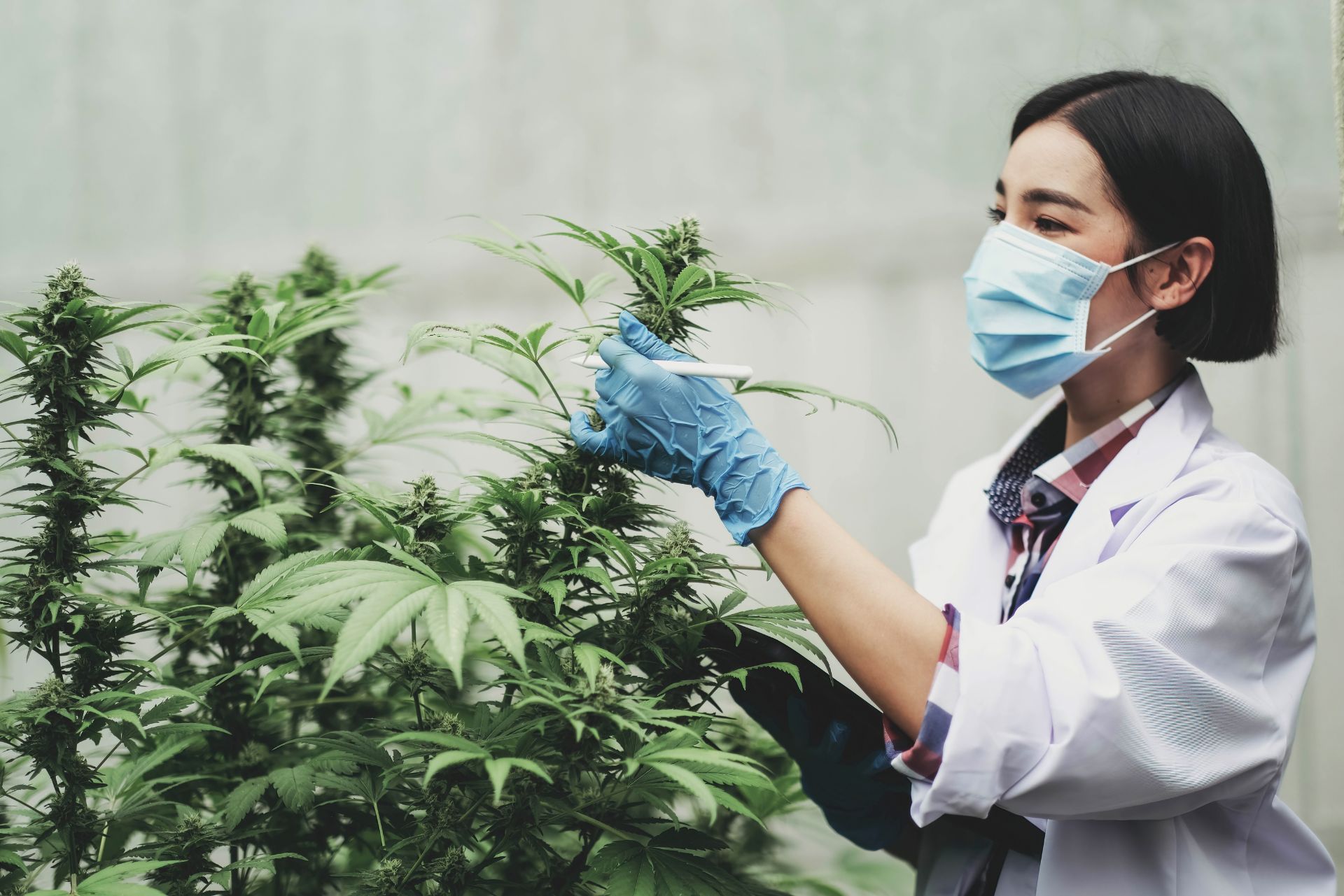 Arizona Cannabis Insurance (Apply for Coverage)