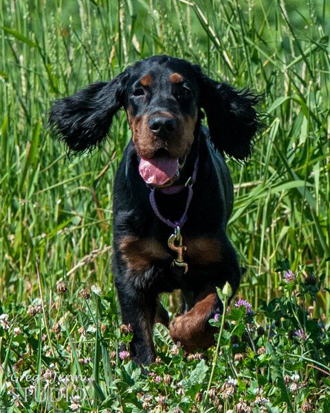 Lyric Gordon Setters | Columbus, WI