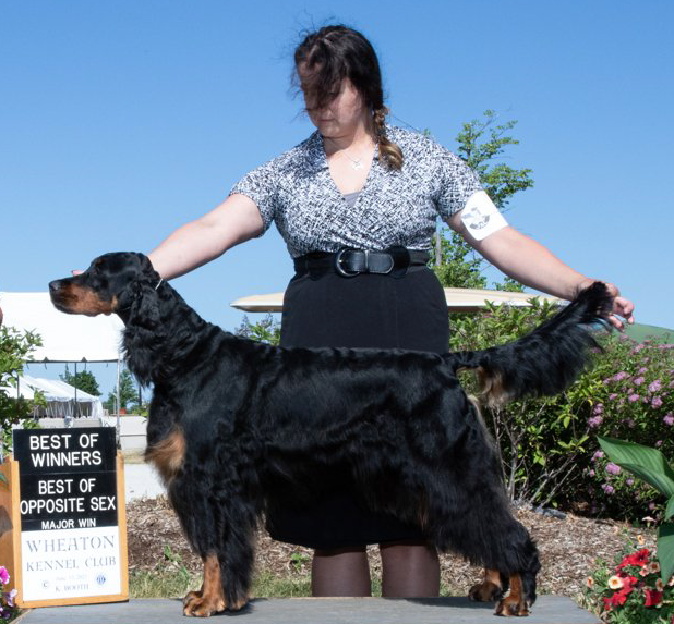 Lyric Gordon Setters | Columbus, WI 53925 920-350-1212