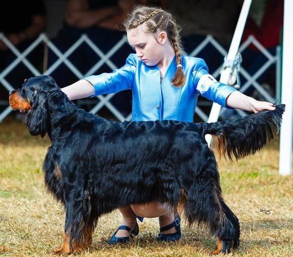 Lyric Gordon Setters Litters