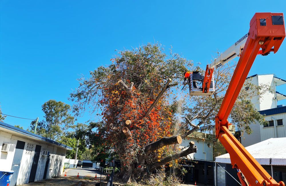 Tree Removals | Browns Vegetation Management