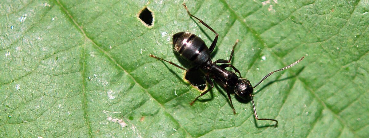 5 Different Types of Ants: Knowing Their Differences