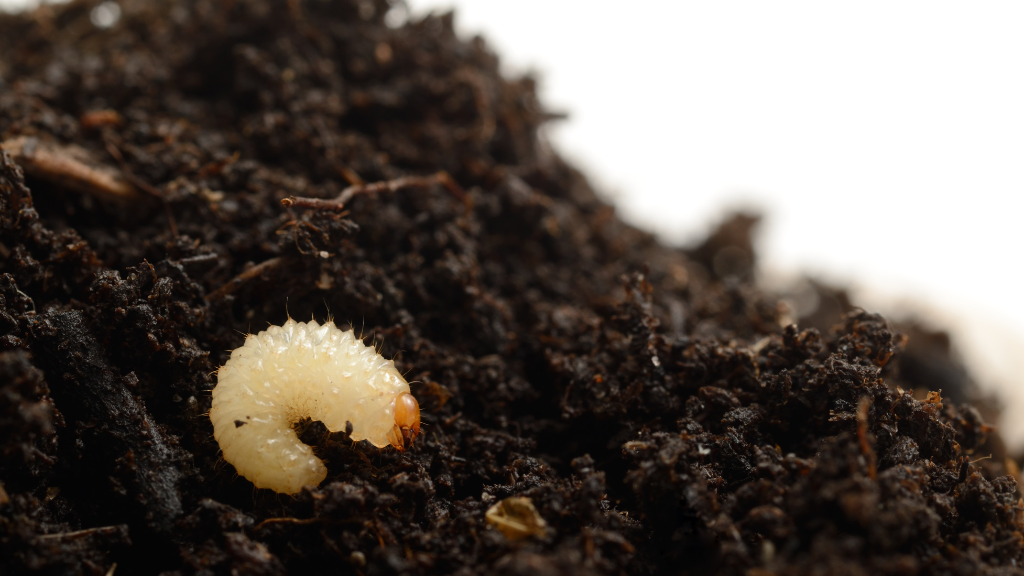 DIY Tips for Grubs