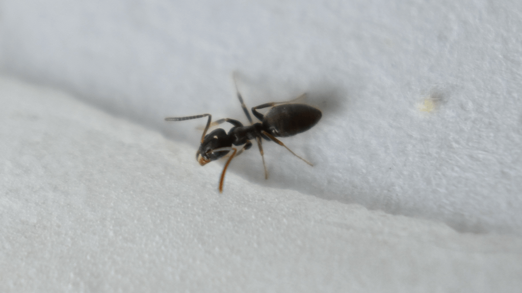 ANT MONTH: All About… Odorous House Ants
