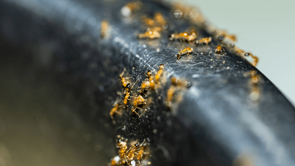 When Pet Food Becomes Pest Food