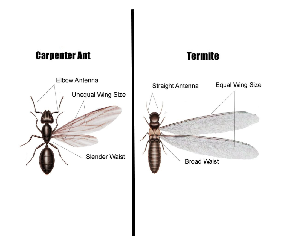 Difference In Flying Ants And Termites