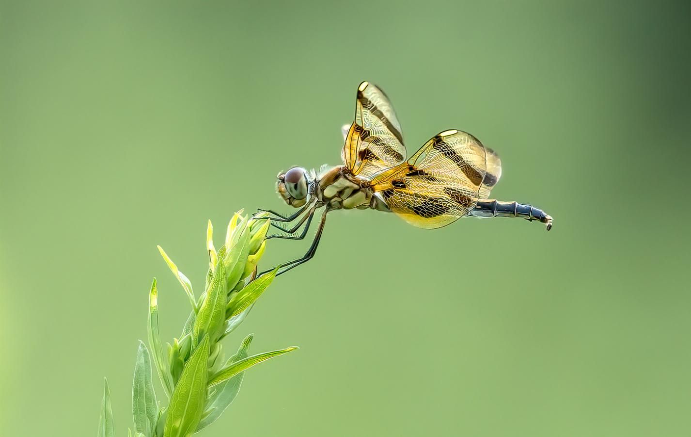 CAPA Digital Salon 2024 - Nature Winners